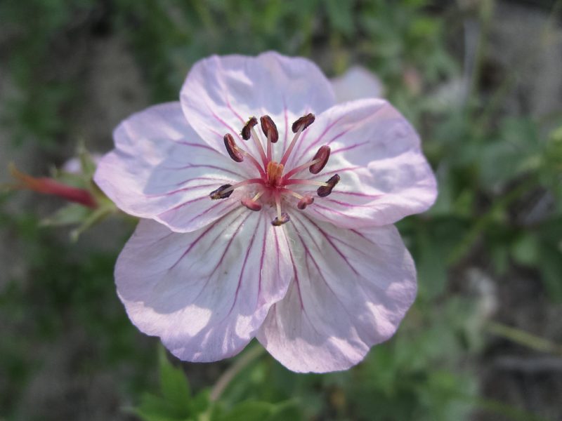 Geranium viscosissimum – Treasures of the Boise Front