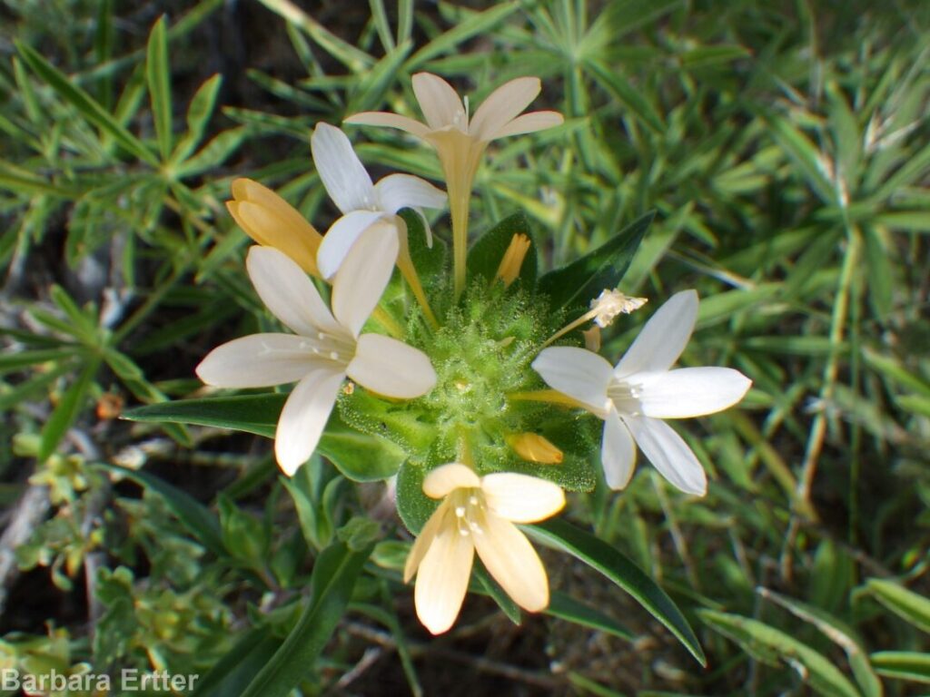 Collomia grandiflora – Treasures of the Boise Front